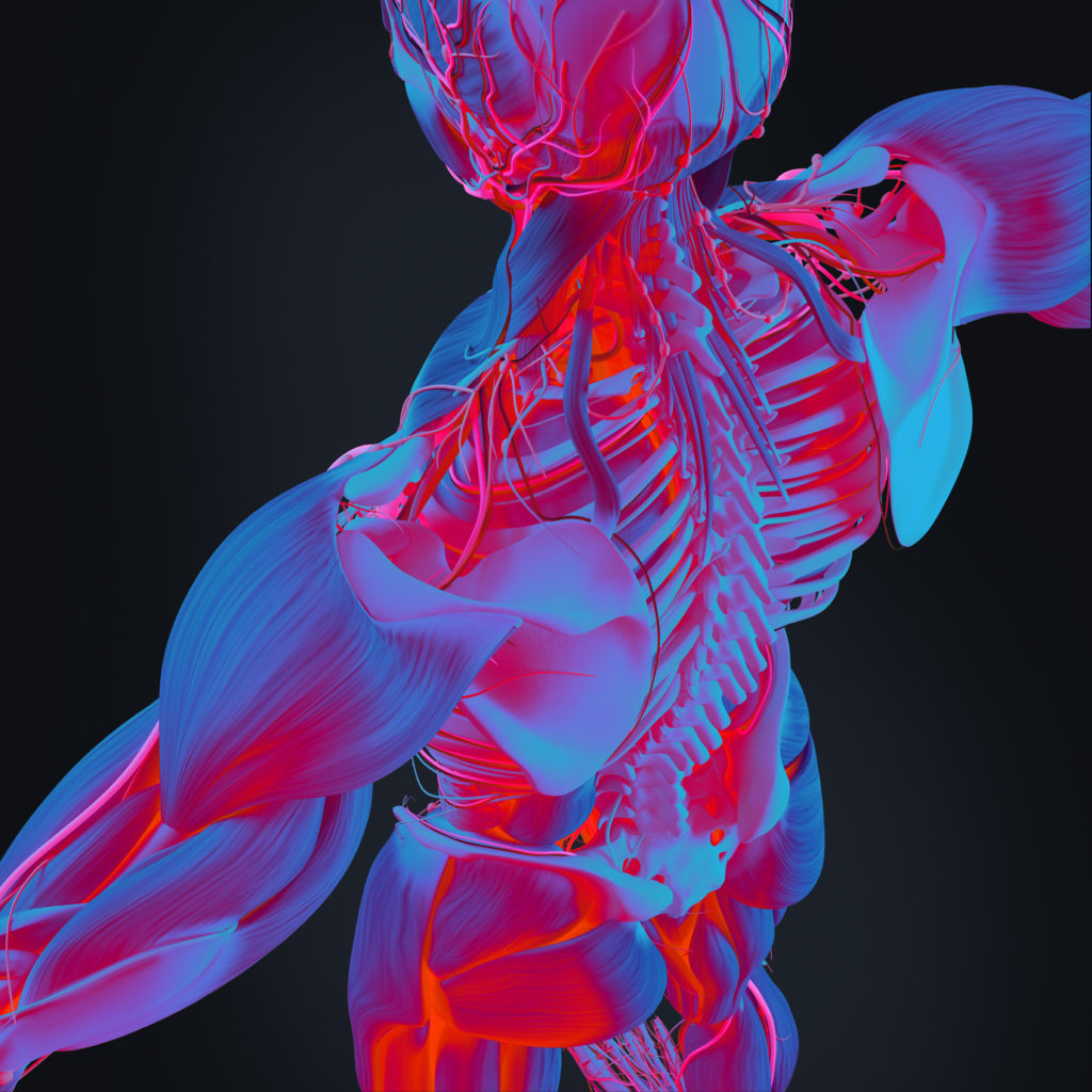 Human anatomy 3D futuristic scan technology with xray-like view of ...